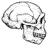 Homme de Pékin - Sinanthropus pekinensis - Homo erectus - Ancêtres ...