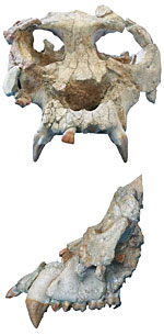 Pierolapithecus catalaunicus- Singe hominoïde- Hominidés