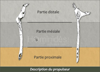 Le propulseur - Hominidés