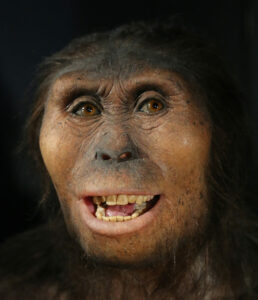 Australopithecus Afarensis Hominides