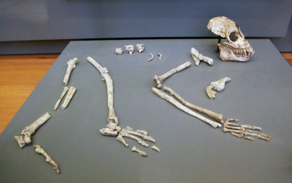 Les hominoïdes, des premiers primates au dernier ancêtre commun - Hominides