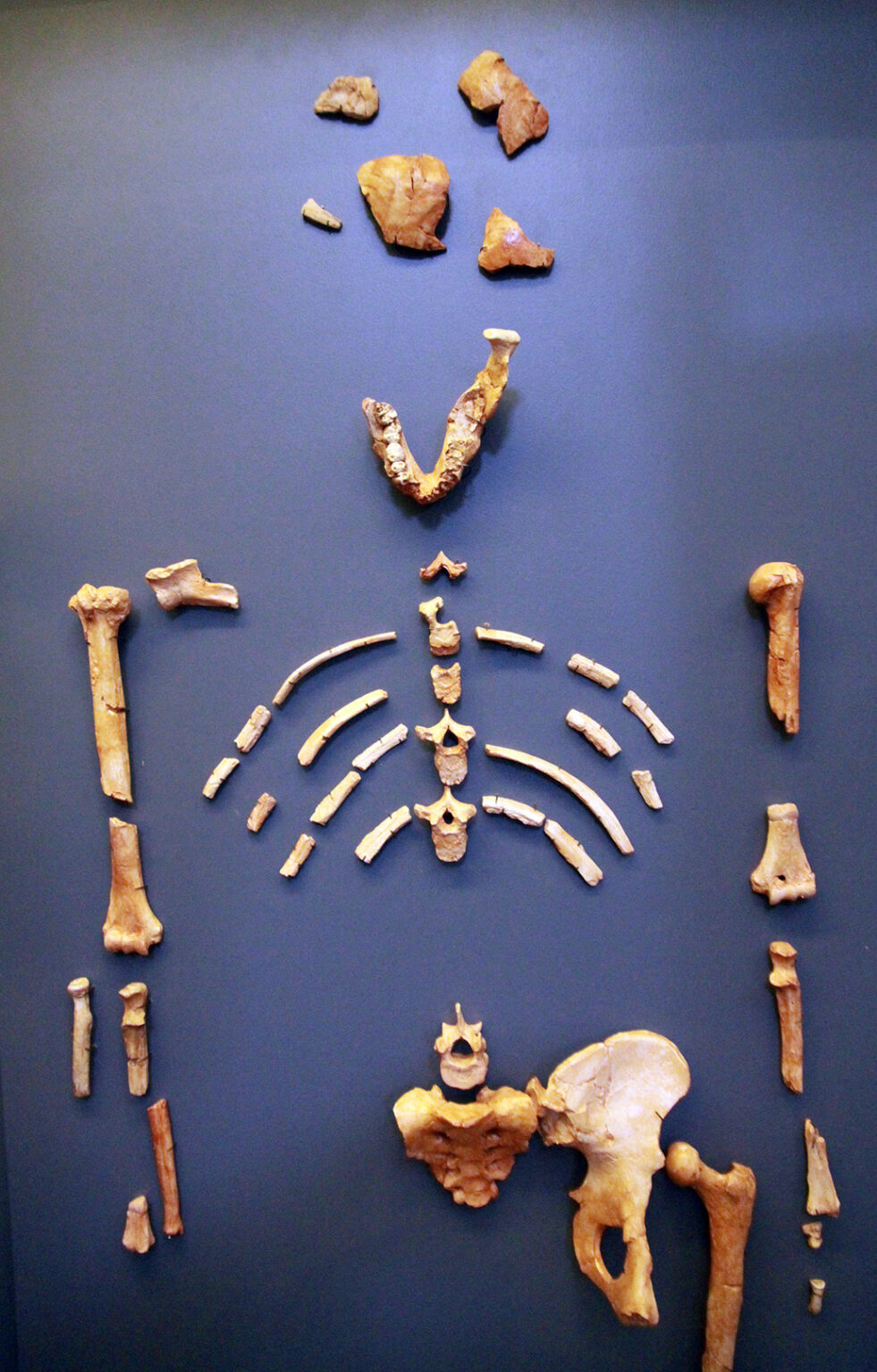 Australopithecus afarensis - Hominides