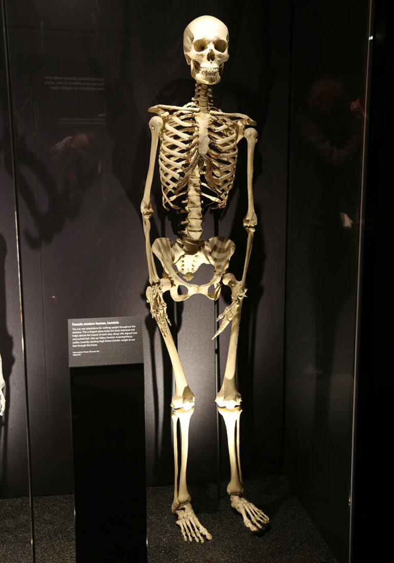 Homo sapiens - Hominides