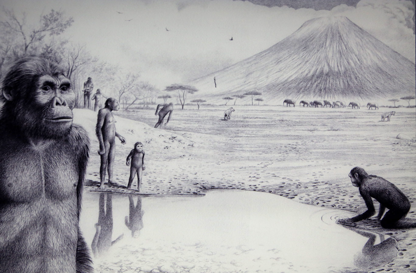 Australopithecus afarensis - Hominides