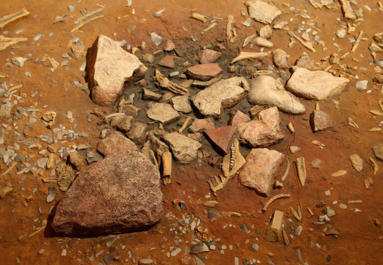 Domestication du feu - Hominides