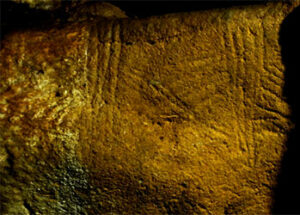 Les tectiformes - Hominides