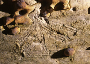 Les tectiformes - Hominides