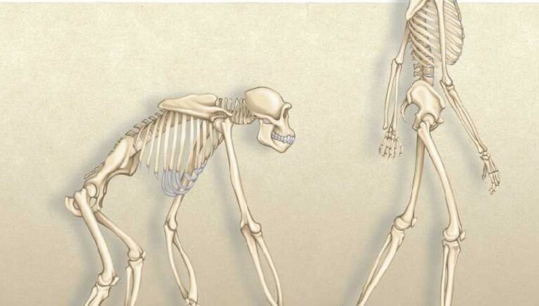 Homme et singe – points de convergence et de divergence - Hominides