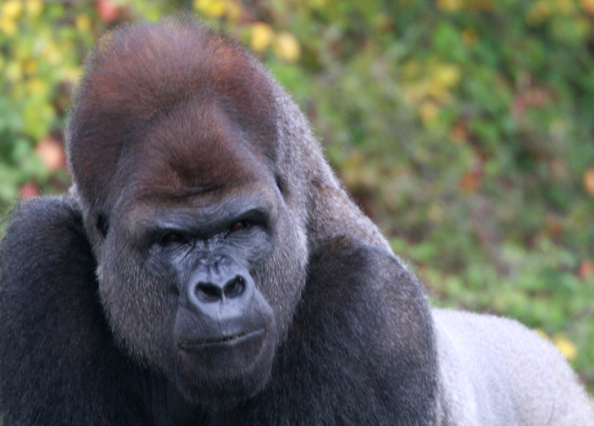 Les grands singes dans le monde - Hominides