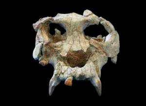 Les hominoïdes, des premiers primates au dernier ancêtre commun - Hominides