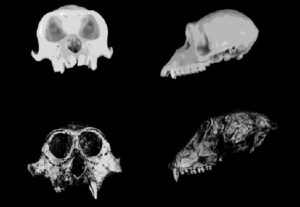 Les hominoïdes, des premiers primates au dernier ancêtre commun - Hominides