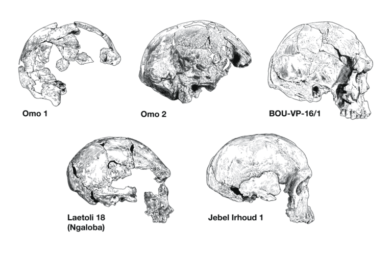 Evolution d'Homo sapiens - Homme moderne - Hominides