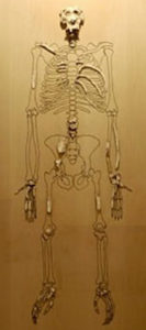 Pierolapithecus catalaunicus - Hominides