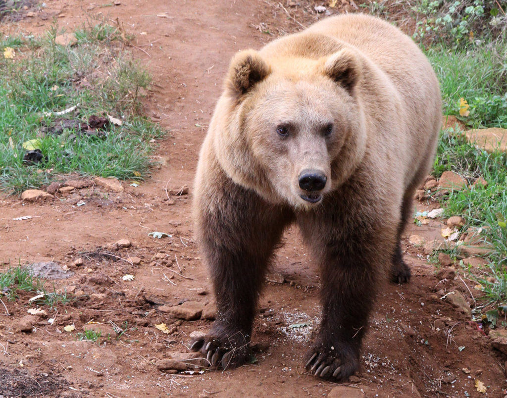 Regourdou gisement - Hominides