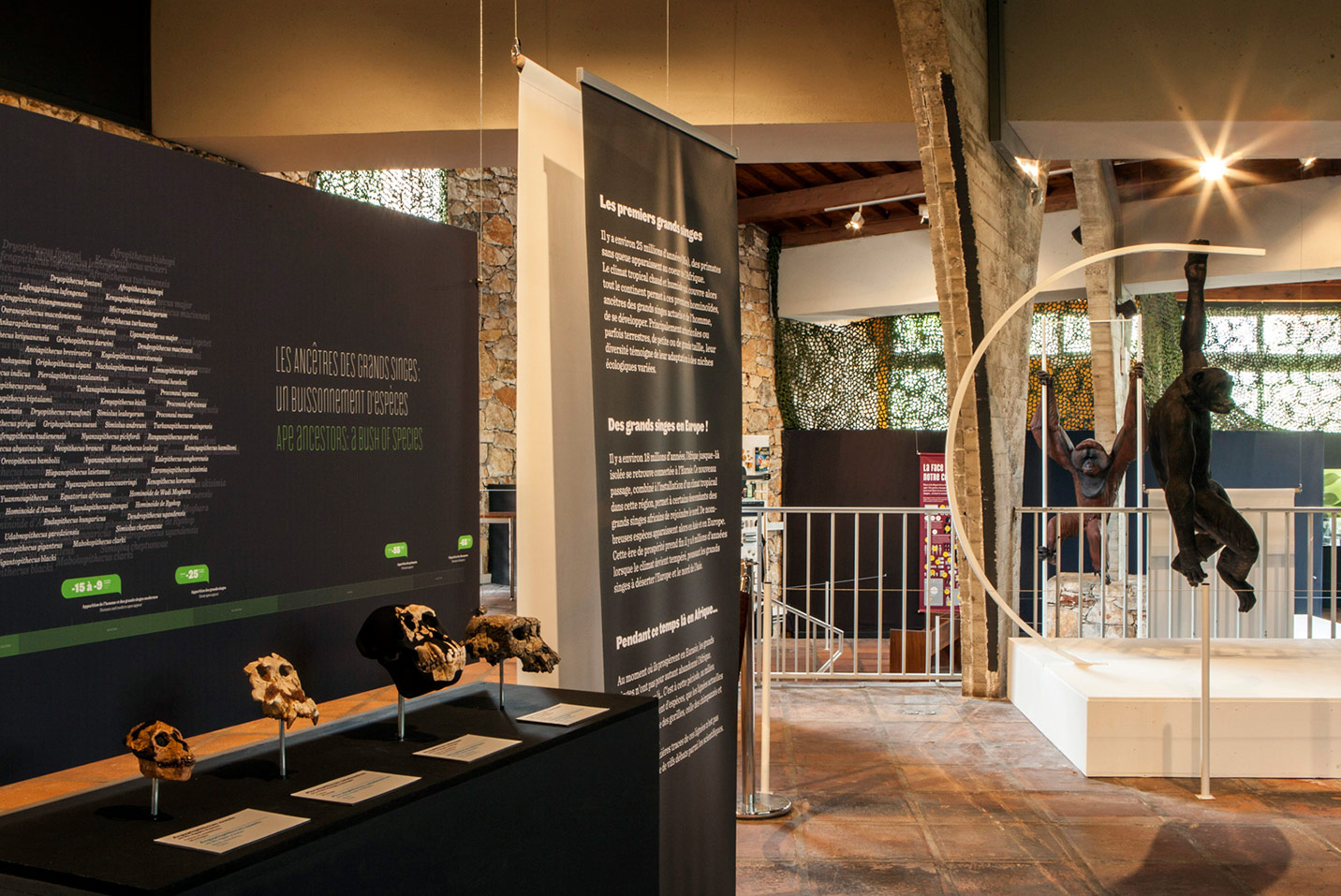 Sur la piste des grands singes - Hominides