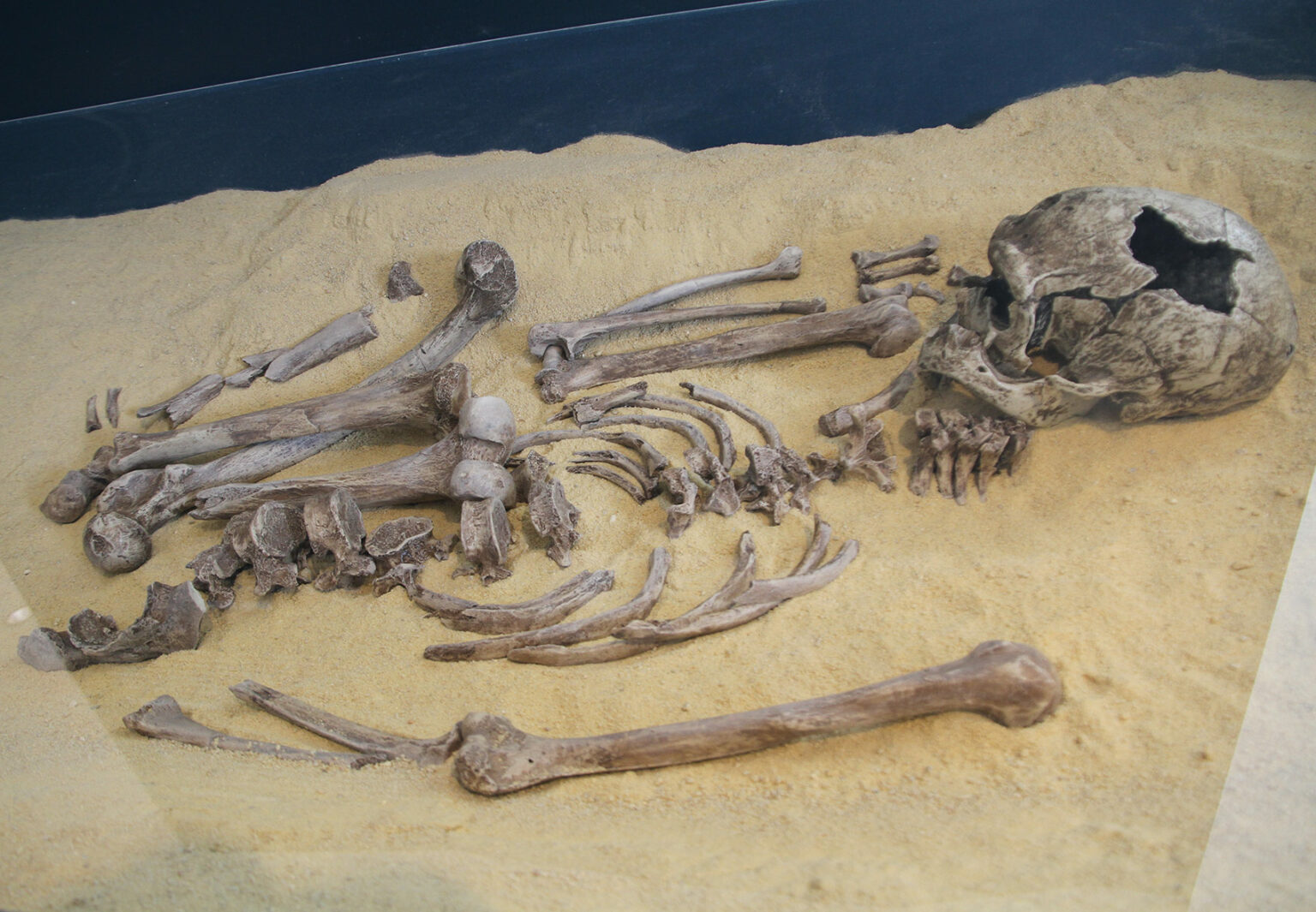 Les premières sépultures - Hominides