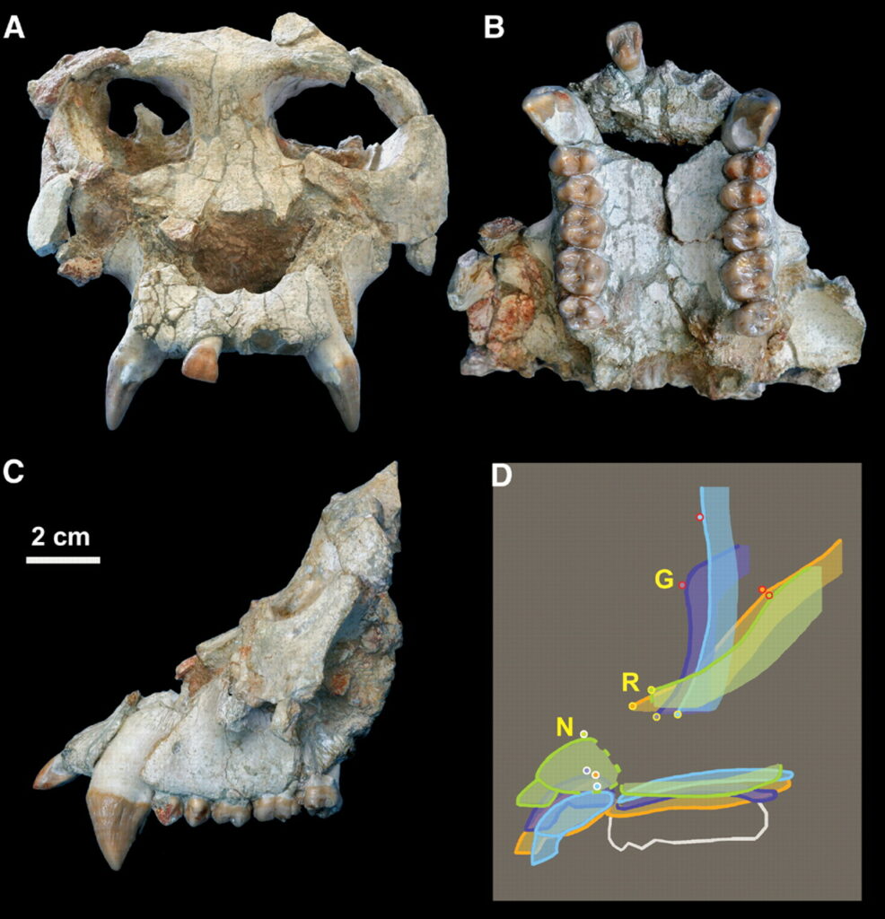 Pierolapithecus catalaunicus - Hominides
