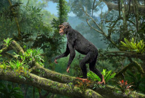 Proconsul - Hominides