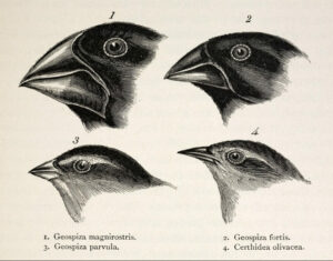 Evolutionnisme - Charles Darwin - Hominides