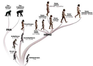 Le singe descend de l'homme ! - Hominides