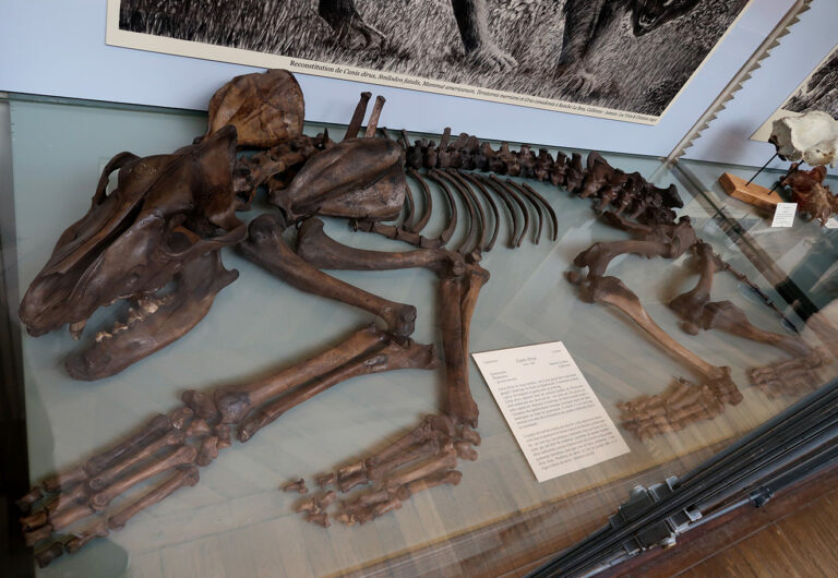 Du loup au chien à la préhistoire - Hominides