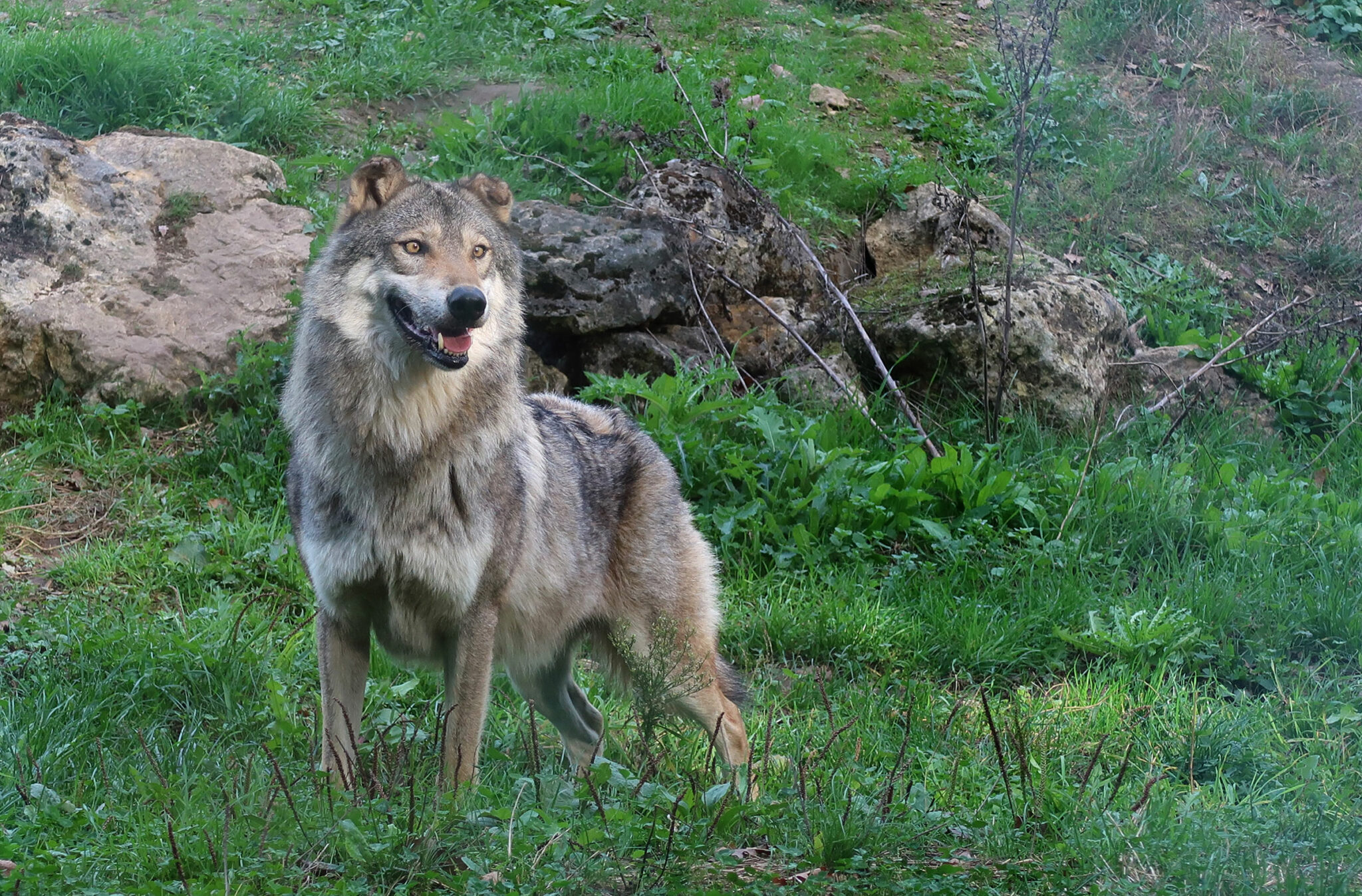Du loup au chien à la préhistoire - Hominides