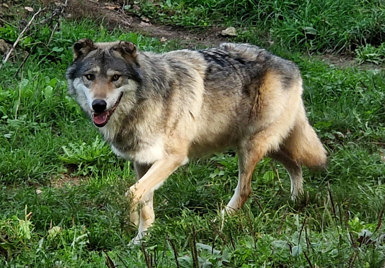 Du loup au chien à la préhistoire - Hominides