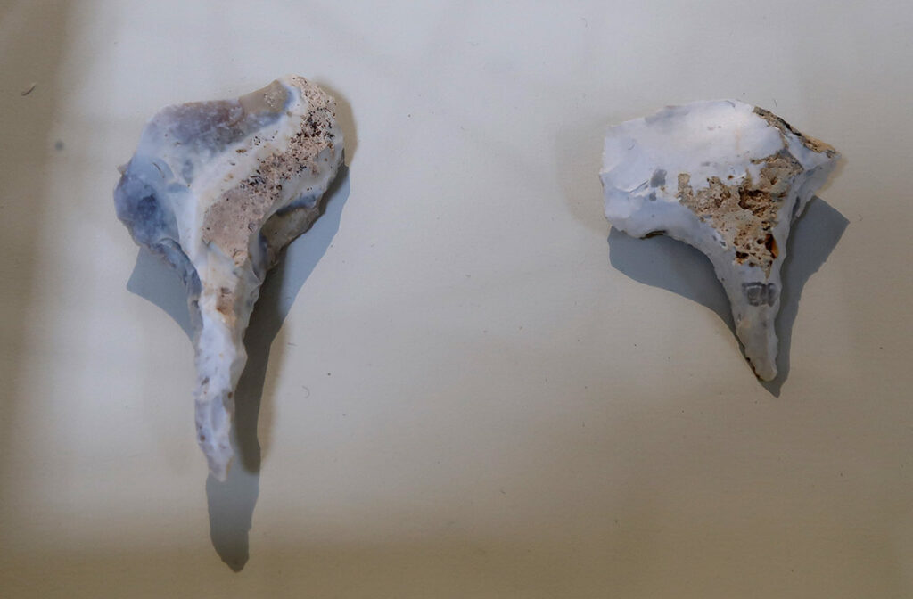 Néolithique, aux origines de l'agriculture - Hominides