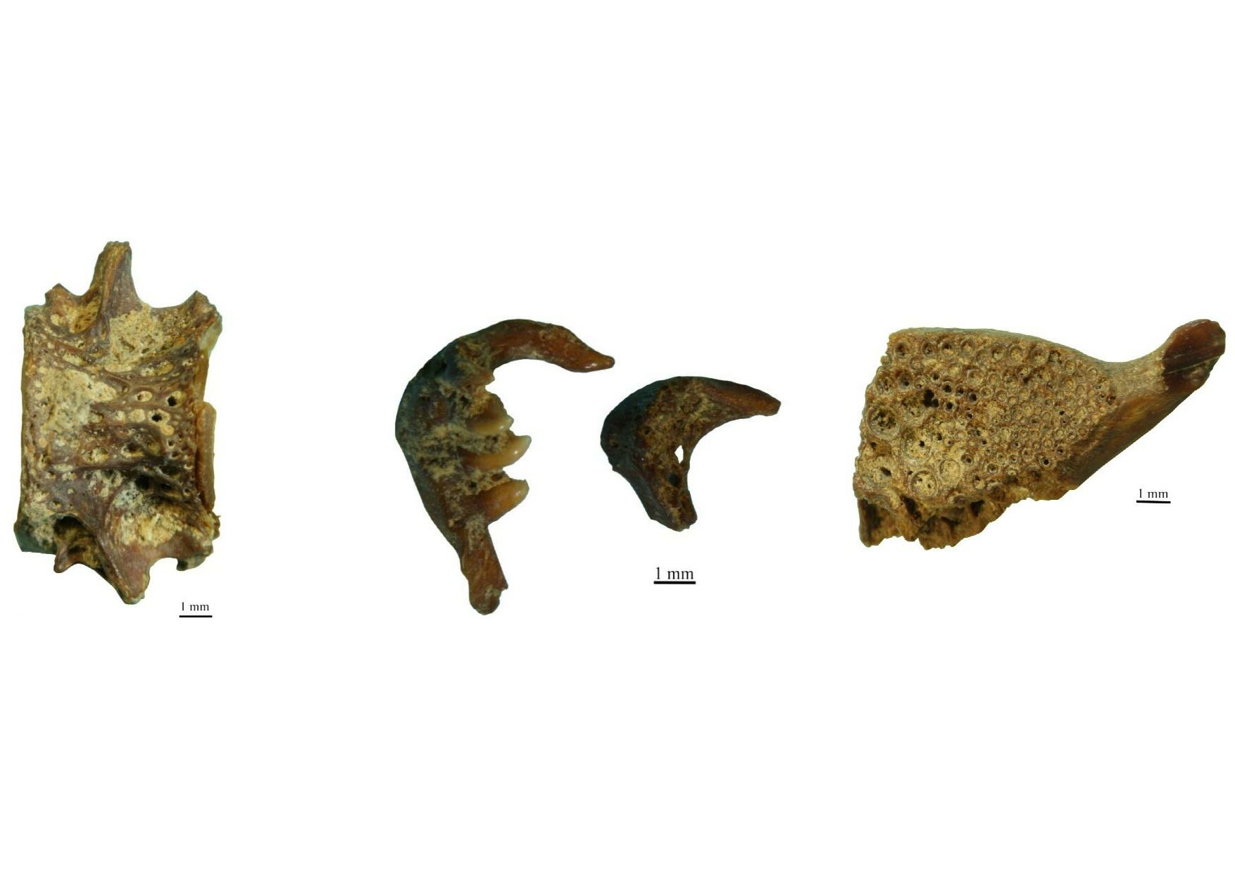 Exploitation des poissons à Eynan-Ain Mallaha - Hominides