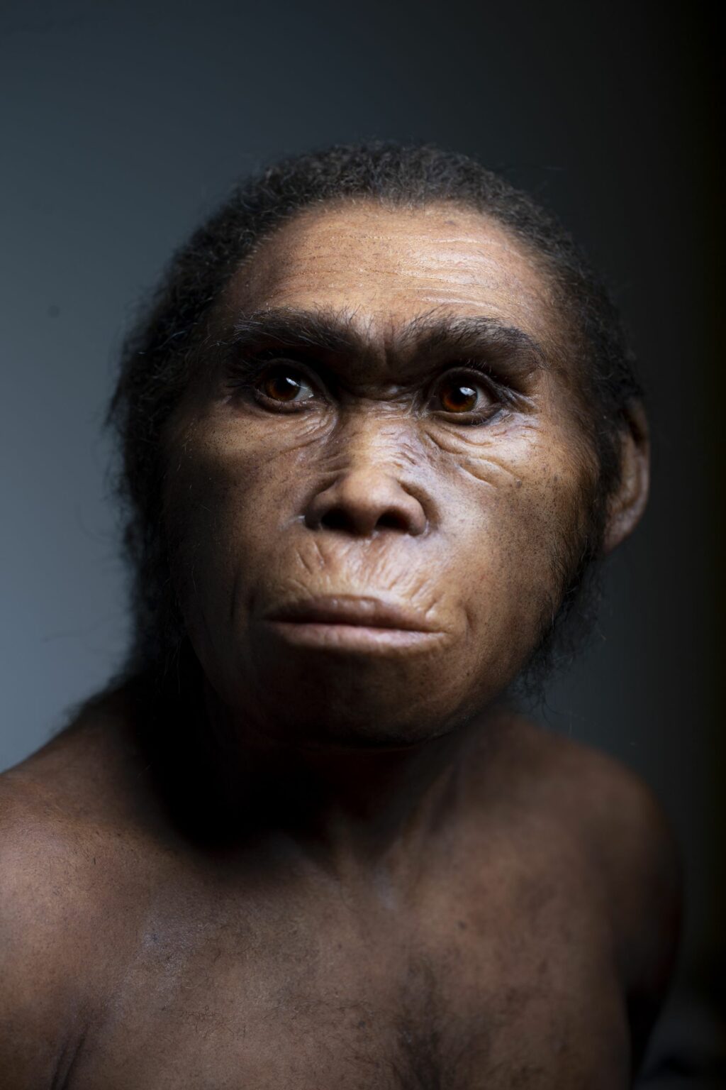 Homo naledi - Hominides
