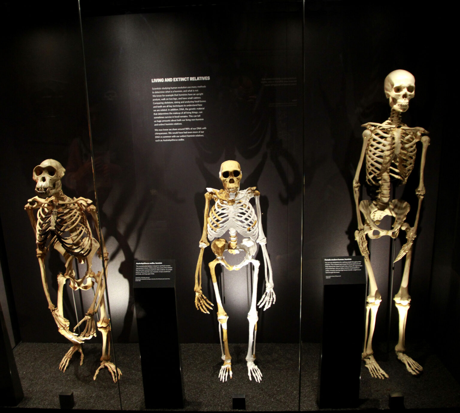 Les australopithèques et les paranthropes - Hominides