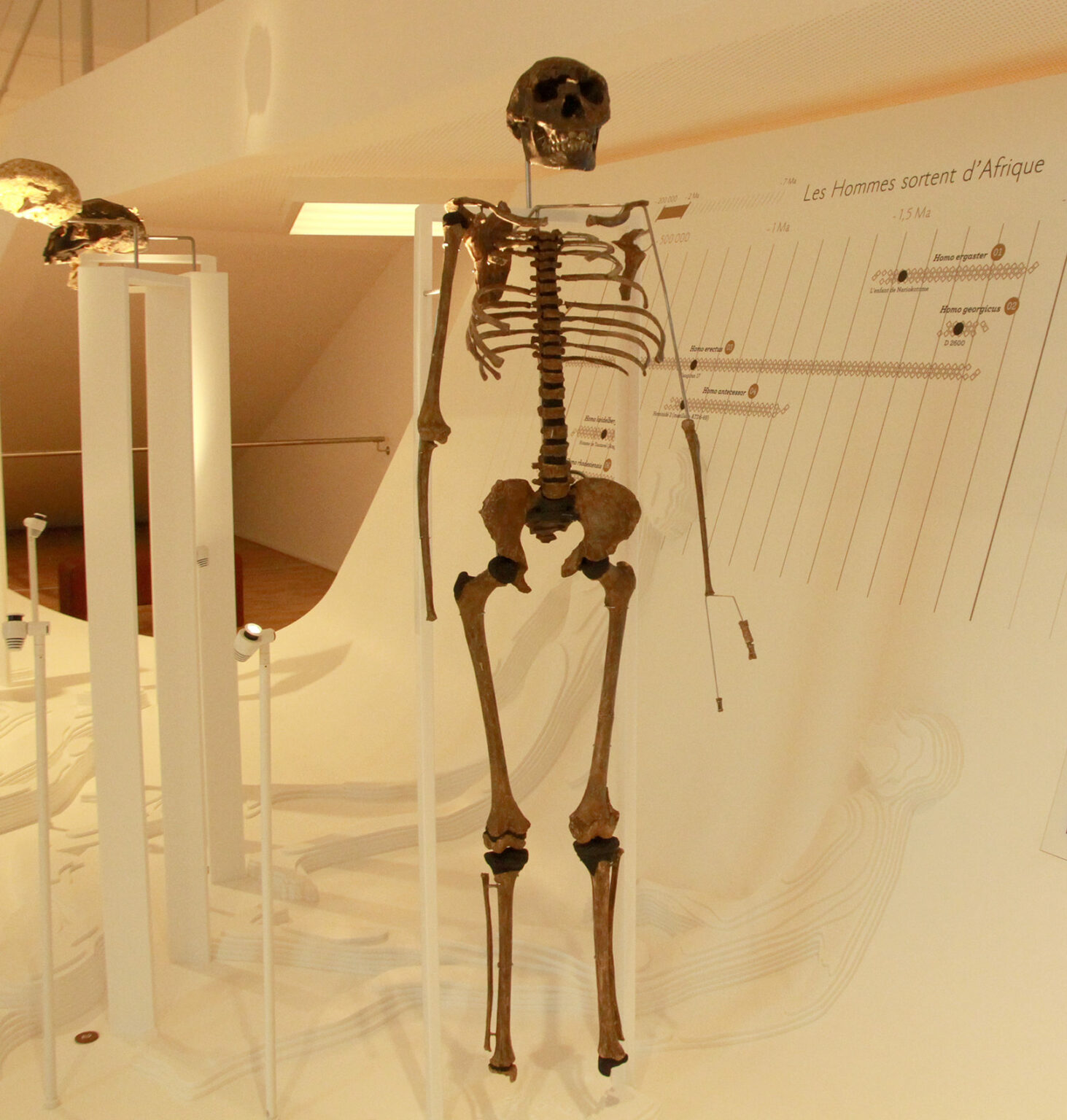 Homo ergaster - Hominides