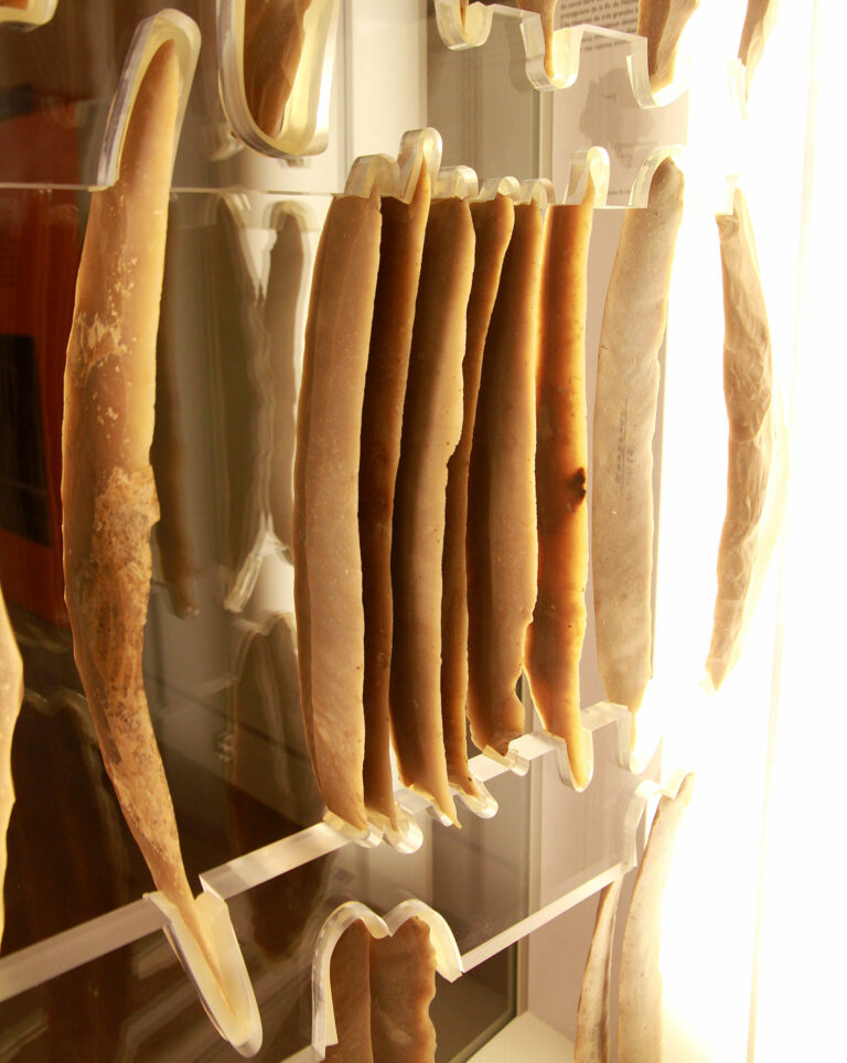 Les outils et techniques du Néolithique - Hominides