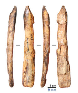 La Dame de Brassempouy (Landes) - Hominides