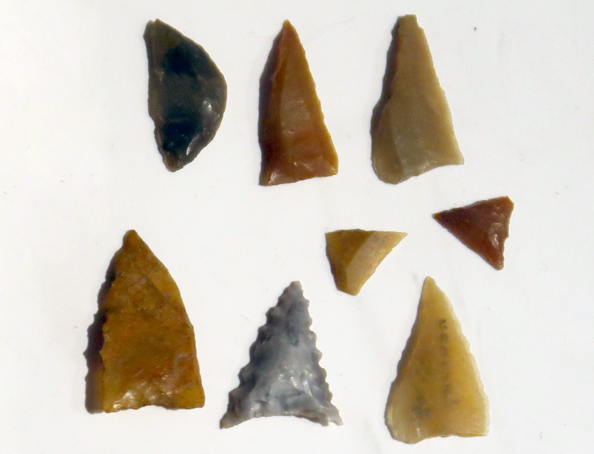 Le Mésolithique - Hominides