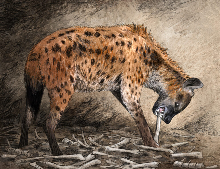 Hyène des cavernes - Hominides
