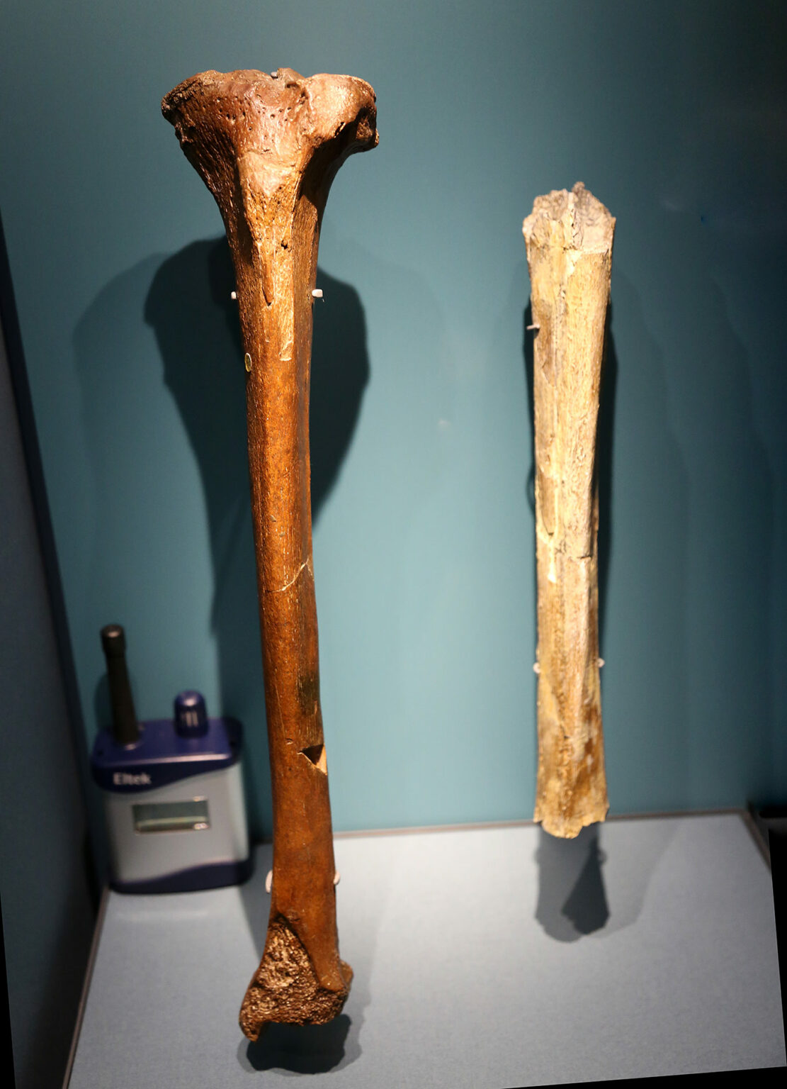 Homo heidelbergensis - Hominides