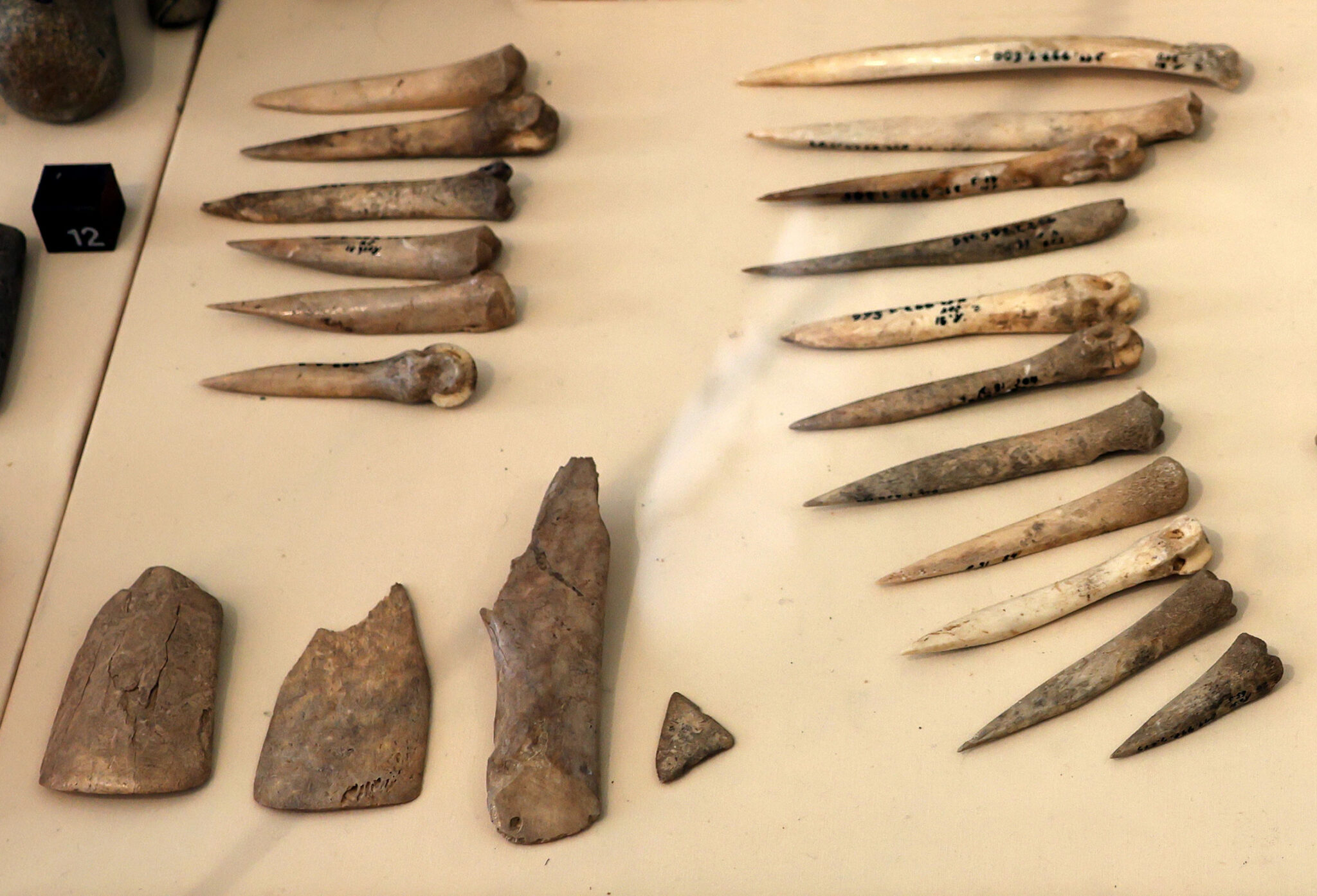 Le Néolithique - Hominides