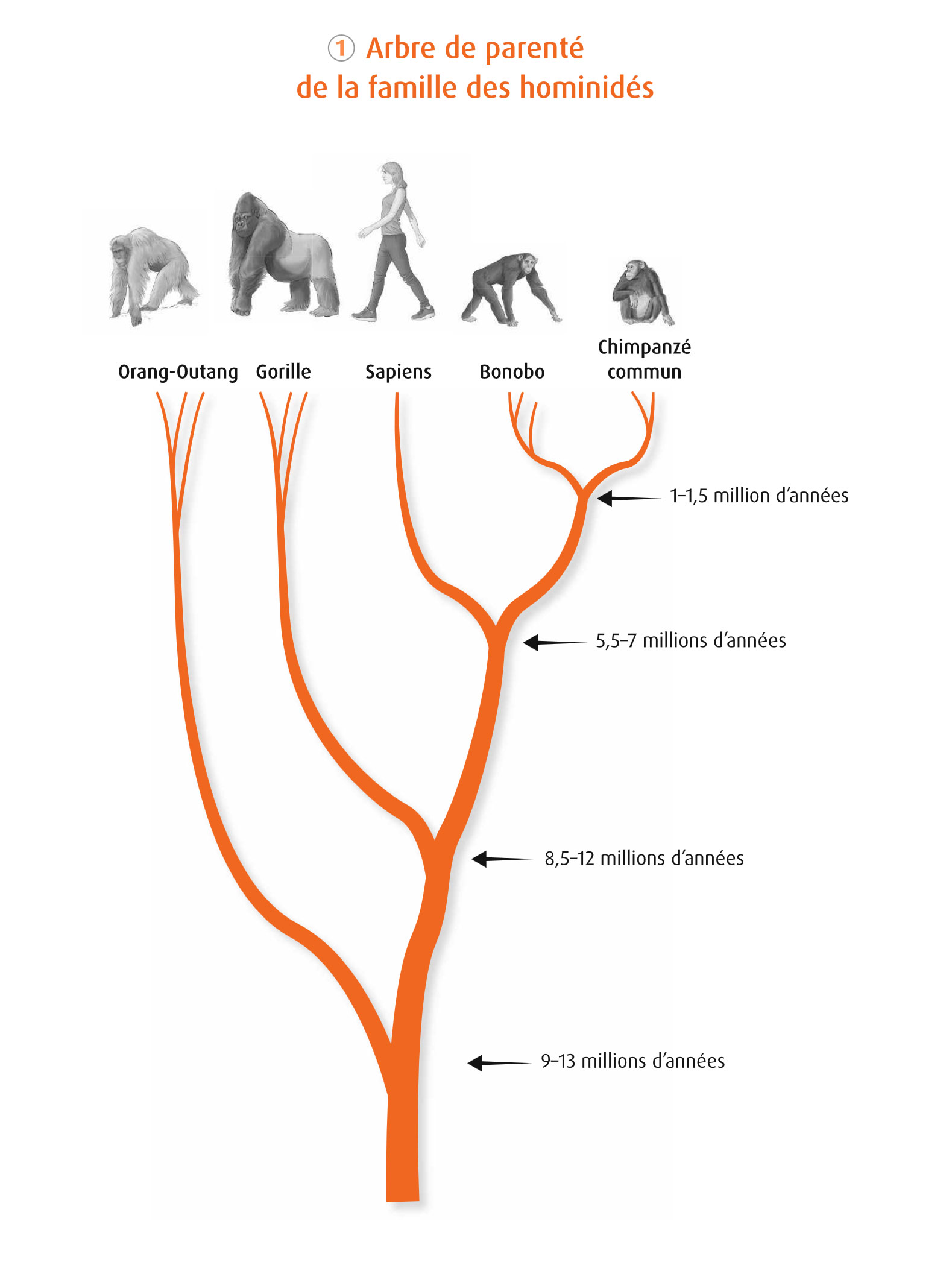 Dernières nouvelles de Sapiens - Hominides