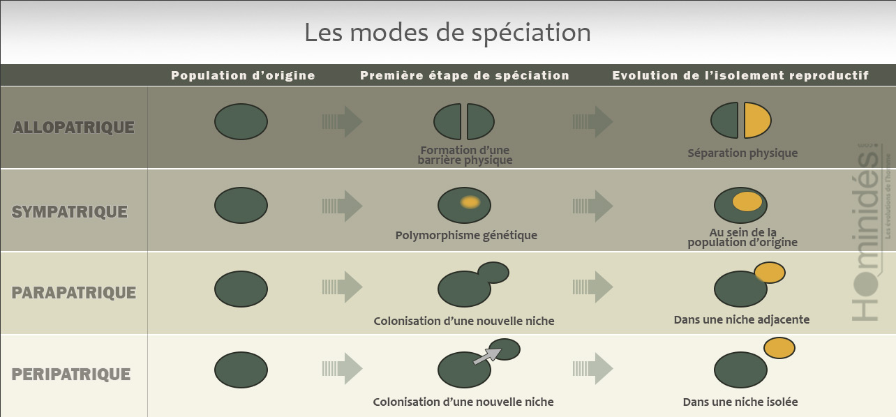 La spéciation - Comment une nouvelle espèce apparaît ? - Hominides