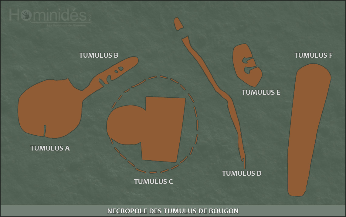 Les tumulus de Bougon - Hominides