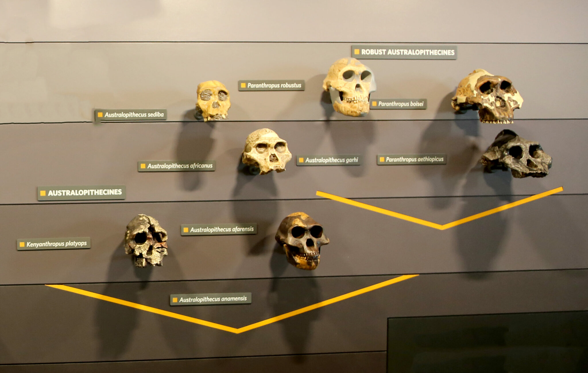 Les australopithèques et les paranthropes - Hominides