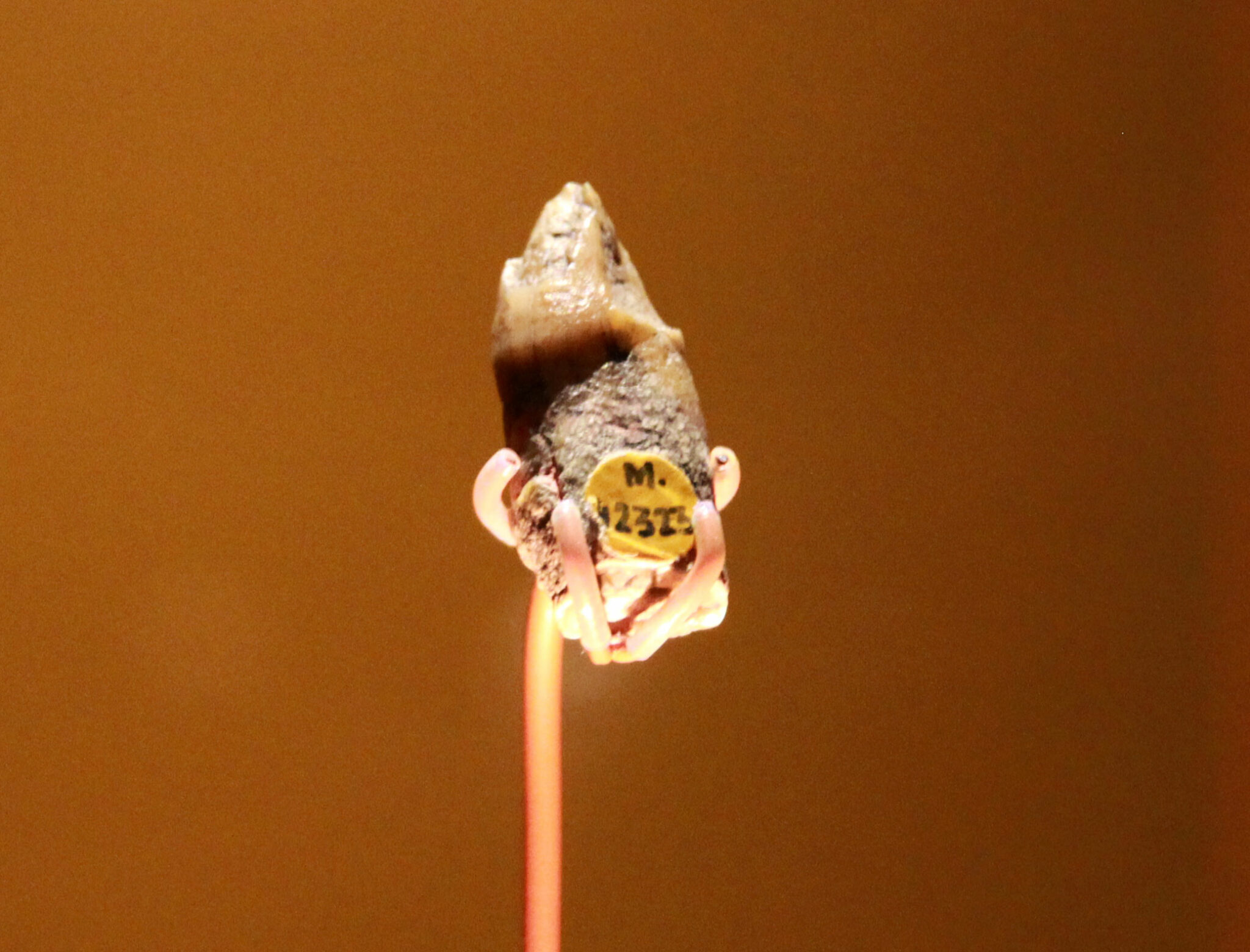 Les australopithèques et les paranthropes - Hominides