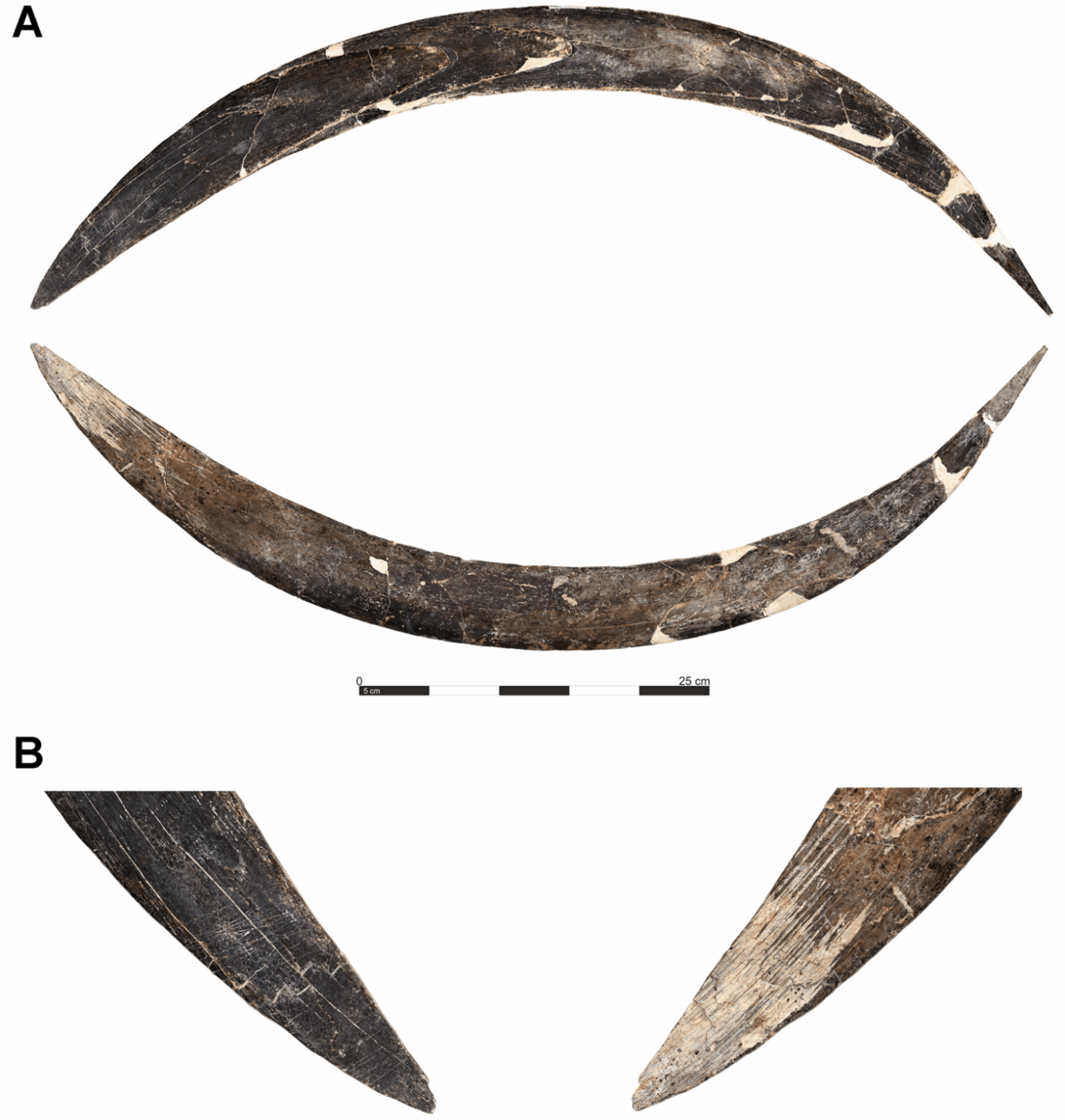 Les hominoïdes, des premiers primates au dernier ancêtre commun - Hominides