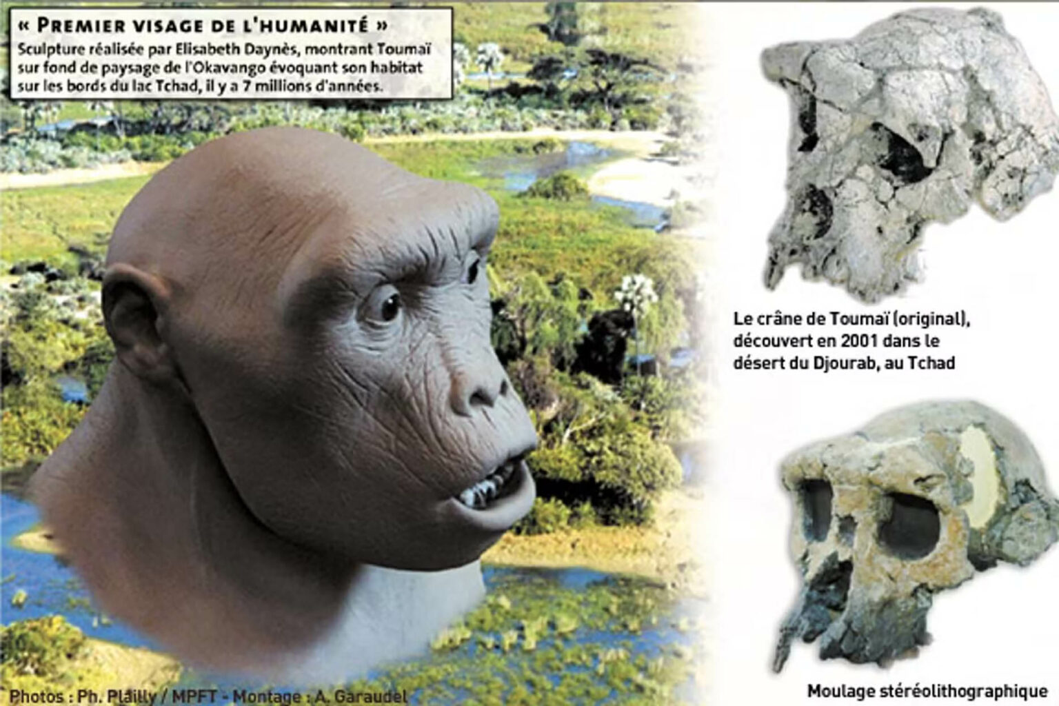 Les hommes préhistoriques - Hominides