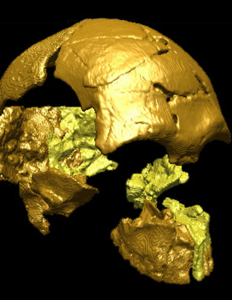 Homme de Cro-Magnon - Hominides