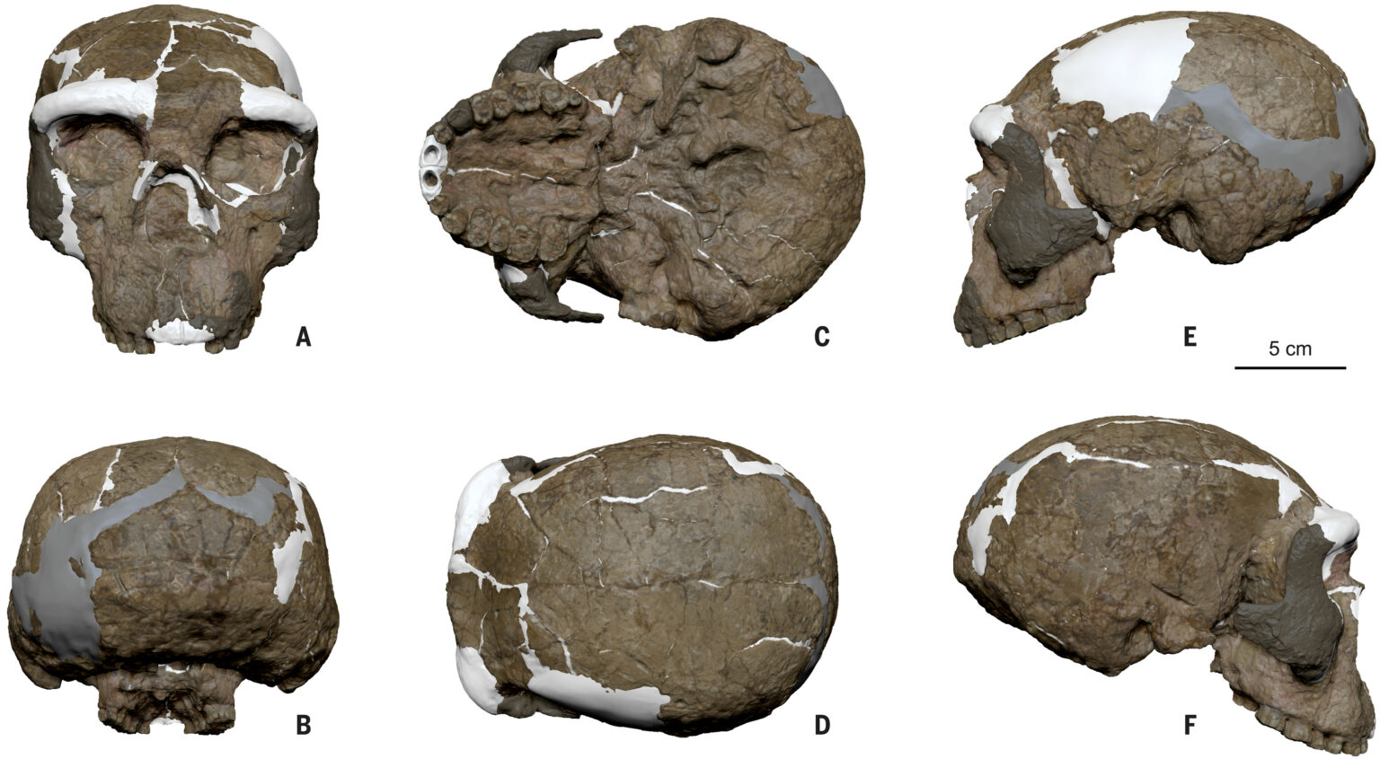 Homme de Cro-Magnon - Hominides
