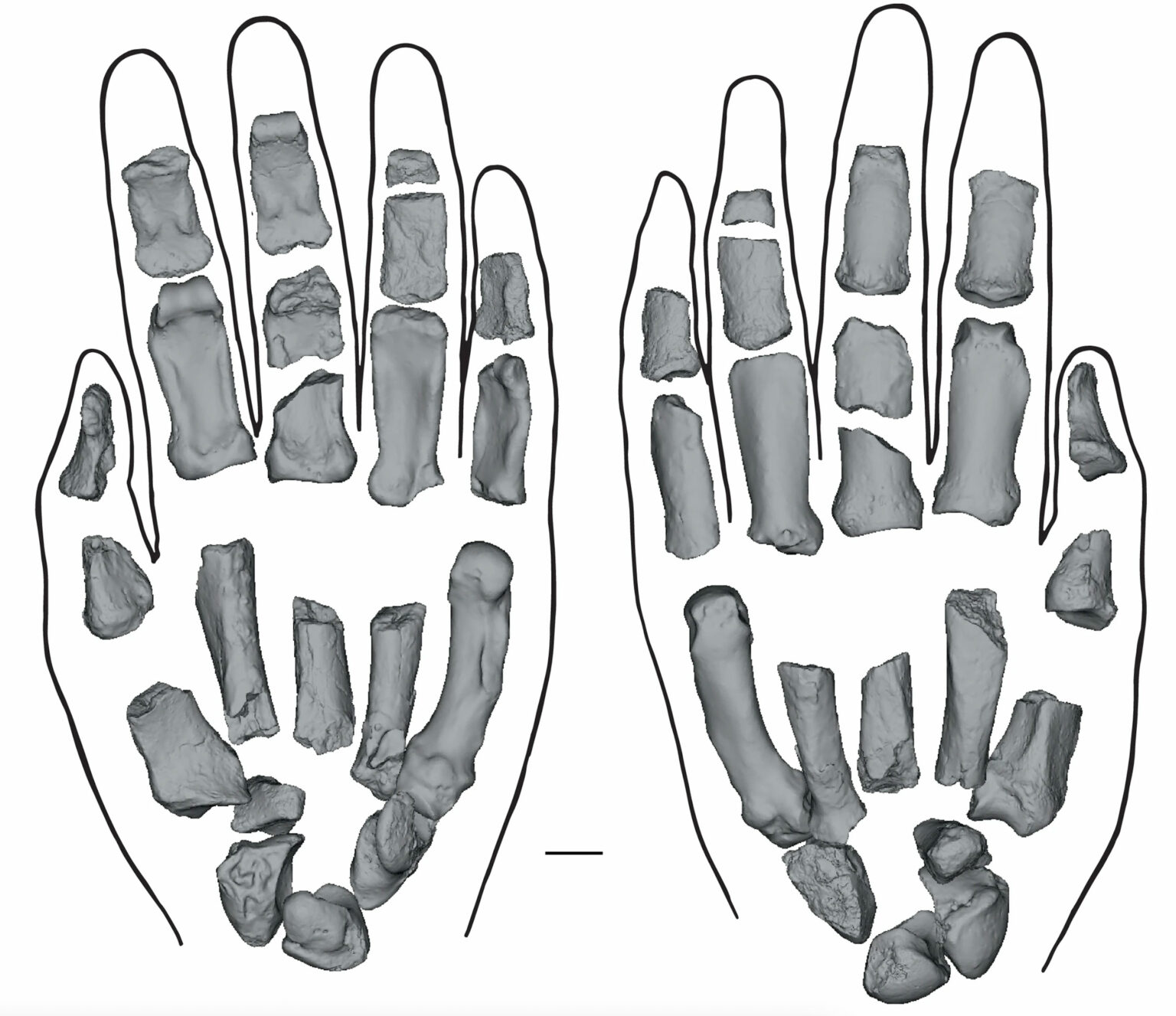 Les hominoïdes, des premiers primates au dernier ancêtre commun - Hominides