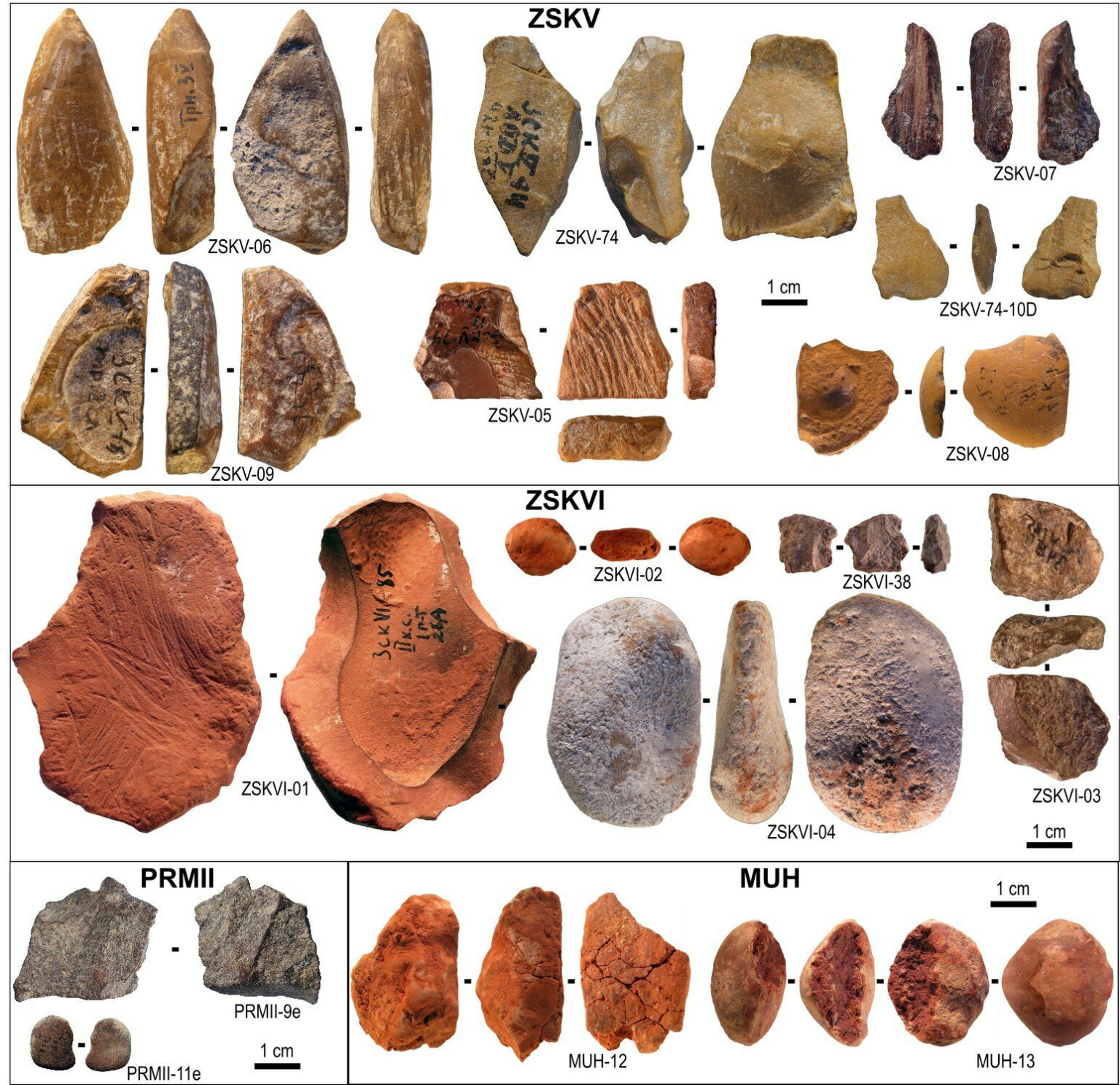 Les hominoïdes, des premiers primates au dernier ancêtre commun - Hominides