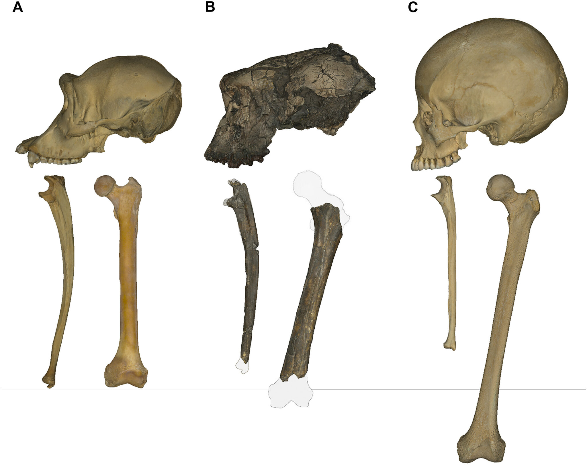 Homme de Cro-Magnon - Hominides